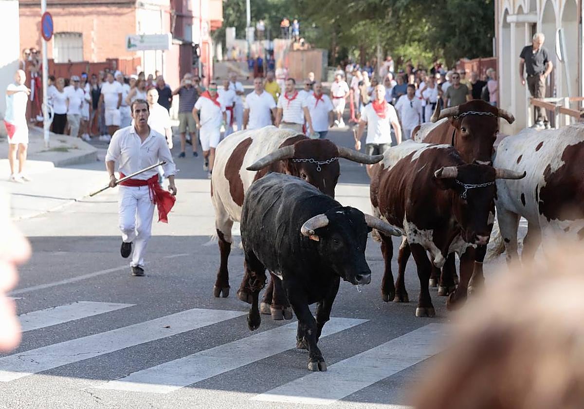 Revolcón de un toro a un chaval de 14 años en el encierro de Tudela de Duero | El Norte de Castilla